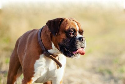 Boxer: Personalidade, temperamento, características, preço - Adoro Pets