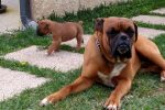 Boxer: Personalidade, temperamento, características, preço - Adoro Pets