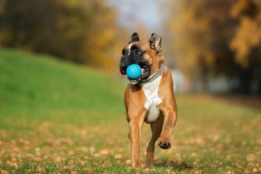 Boxer: Personalidade, temperamento, características, preço - Adoro Pets