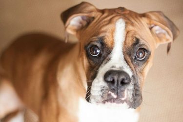 Boxer: Personalidade, temperamento, características, preço - Adoro Pets