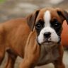 Boxer: Personalidade, temperamento, características, preço - Adoro Pets
