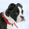 Boxer: Personalidade, temperamento, características, preço - Adoro Pets