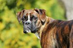Boxer: Personalidade, temperamento, características, preço - Adoro Pets