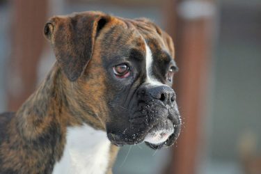 Boxer: Personalidade, temperamento, características, preço - Adoro Pets