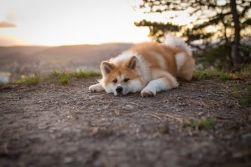 12 Raças de Cachorro Calmo que são Incrivelmente Tranquilos e Quietos