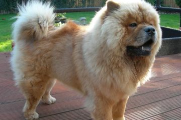 Tudo sobre a raça Chow-chow: características, preço, filhotes, fotos e mais
