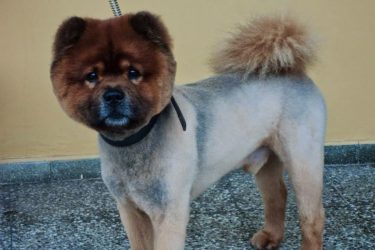 Tudo sobre a raça Chow-chow: características, preço, filhotes, fotos e mais