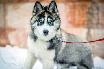Husky Siberiano: Características, Preço, Filhotes, Personalidade e mais