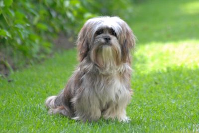 Lhasa Apso: Personalidade, características, preço e mais - Adoro Pets