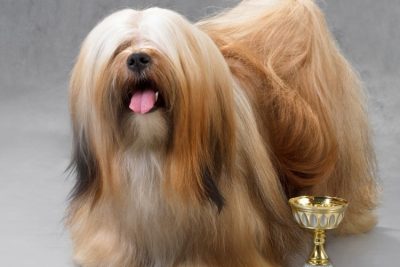 Lhasa Apso: Personalidade, características, preço e mais - Adoro Pets