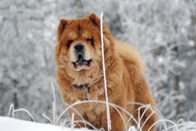 Tudo sobre a raça Chow-chow: características, preço, filhotes, fotos e mais