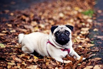 Pug: Personalidade, características, preço, fotos e filhotes - Adoro Pets