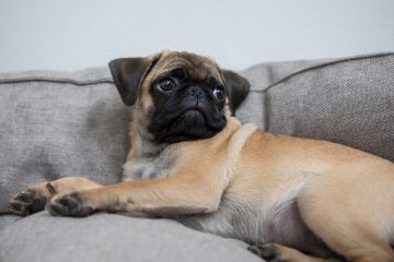 12 Raças de Cachorro Calmo que são Incrivelmente Tranquilos e Quietos