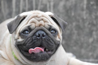 Pug: Personalidade, características, preço, fotos e filhotes - Adoro Pets