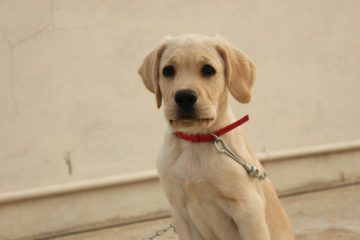 Cachorro labrador: personalidade, cuidados, fotos, filhotes e preço