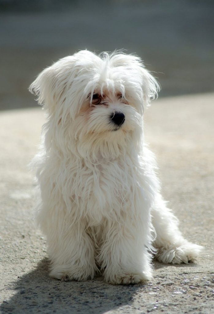 Tudo sobre o Maltês: Fotos, preço, filhotes, personalidade e mais