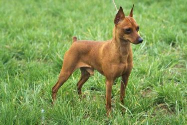 Pinscher: Personalidade, Fotos, Características, Preço e mais - Adoro Pets