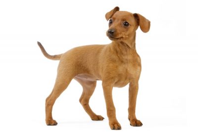 Pinscher: Personalidade, Fotos, Características, Preço e mais - Adoro Pets