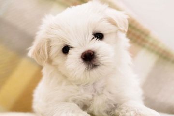 Tudo sobre o Maltês: Fotos, preço, filhotes, personalidade e mais