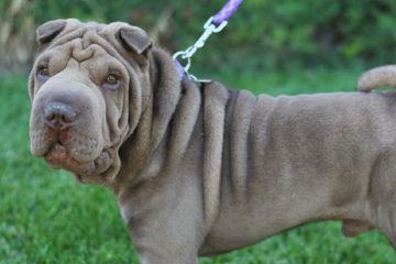 Shar Pei: Personalidade, fotos, preço, filhote, história e mais - Adoro ...