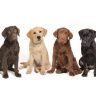 Cachorro labrador: personalidade, cuidados, fotos, filhotes e preço