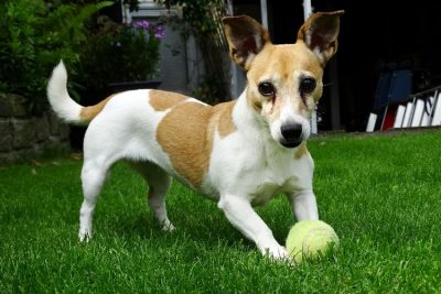 Jack Russell Terrier: Preço, Personalidade, Fotos e mais - Adoro Pets