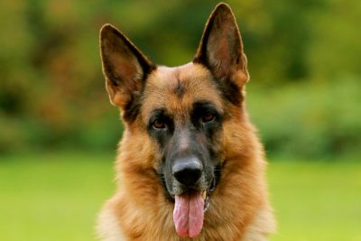 Tipos de Pastor Alemão: você conhece 7 variações da raça?