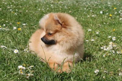 Spitz Alemão: Tudo sobre essa raça de cachorro - Adoro Pets