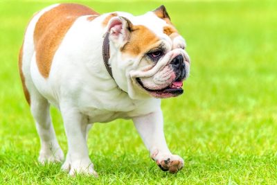 Bulldog Inglês: Personalidade, filhotes, preço e mais - Adoro Pets