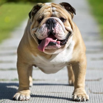 Bulldog Inglês: Personalidade, filhotes, preço e mais - Adoro Pets