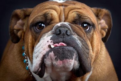 Bulldog Inglês: Personalidade, filhotes, preço e mais - Adoro Pets