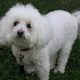 Bichon Frisé: Personalidade, filhote, fotos e mais - Adoro Pets