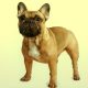 Bulldog Francês: Personalidade, fotos, filhotes, preço e mais - Adoro Pets