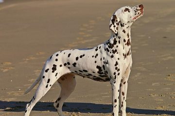 Cachorro dálmata: Características, preço, fotos, cuidados e mais