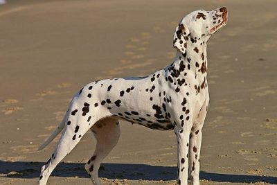 Cachorro dálmata: Características, preço, fotos, cuidados e mais