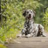 Cachorro dálmata: Características, preço, fotos, cuidados e mais