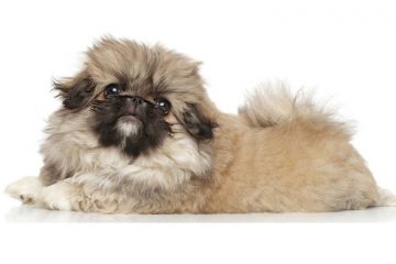 Cachorro pequinês: personalidade, filhotes, preço, fotos e mais - Adoro ...