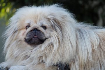 Cachorro pequinês: personalidade, filhotes, preço, fotos e mais - Adoro ...