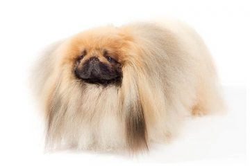 Cachorro pequinês: personalidade, filhotes, preço, fotos e mais - Adoro ...