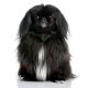 Cachorro pequinês: personalidade, filhotes, preço, fotos e mais - Adoro ...