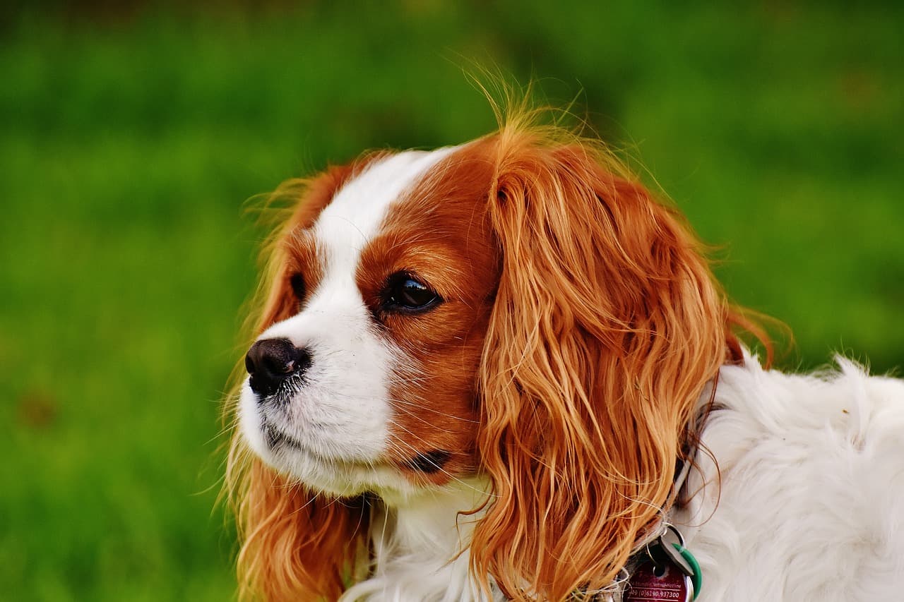 8 curiosidades incríveis sobre o Cavalier King Charles Spaniel