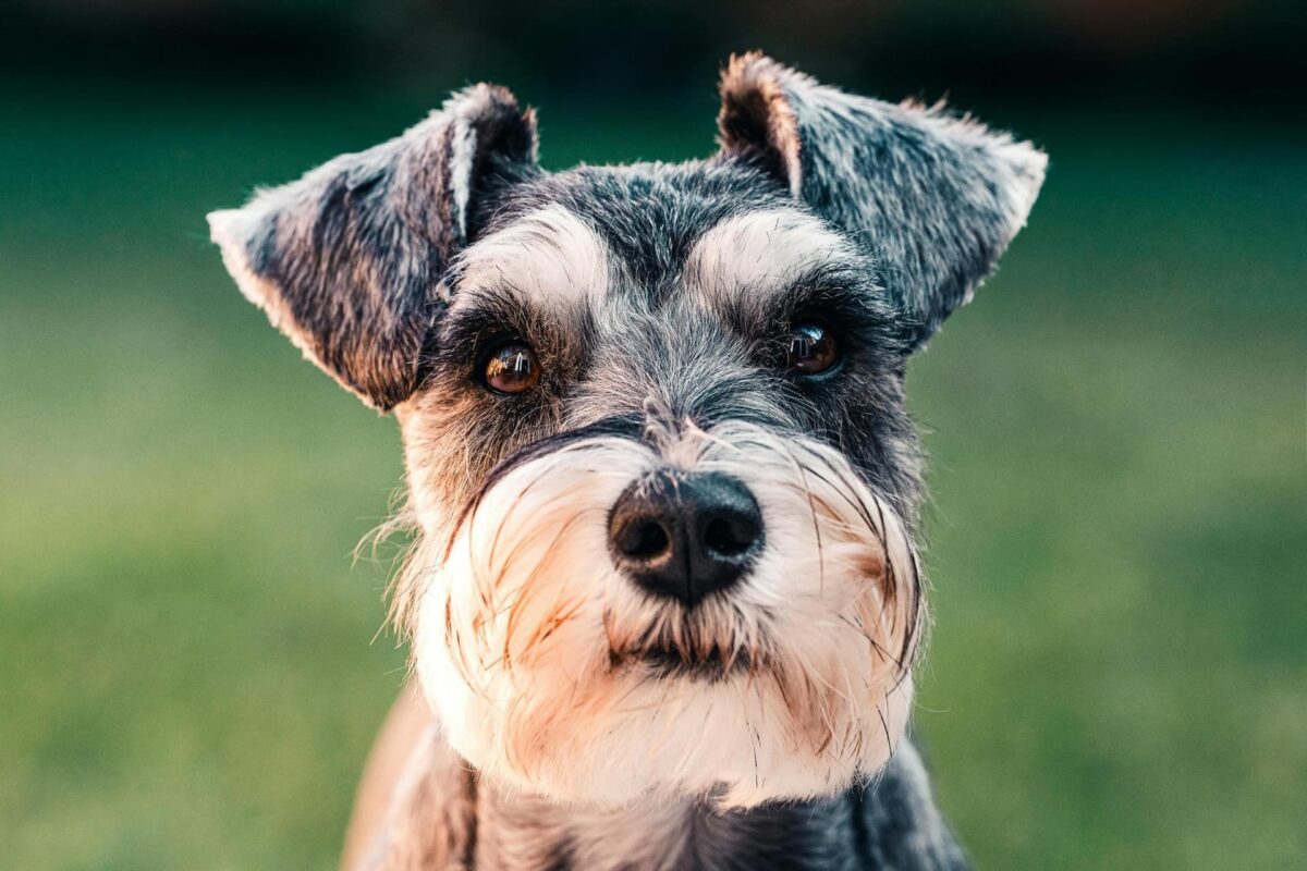 Cachorro pequinês: personalidade, filhotes, preço, fotos e mais - Adoro ...