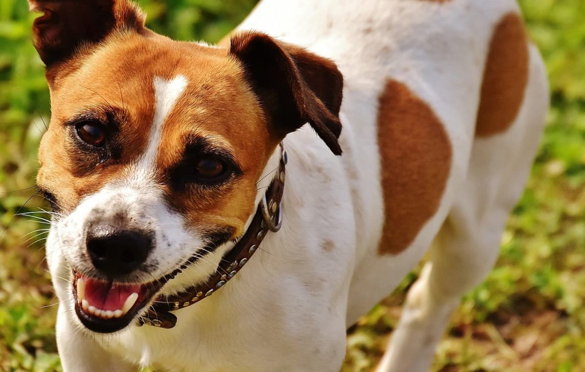 8 curiosidades incríveis sobre a raça Jack russell terrier