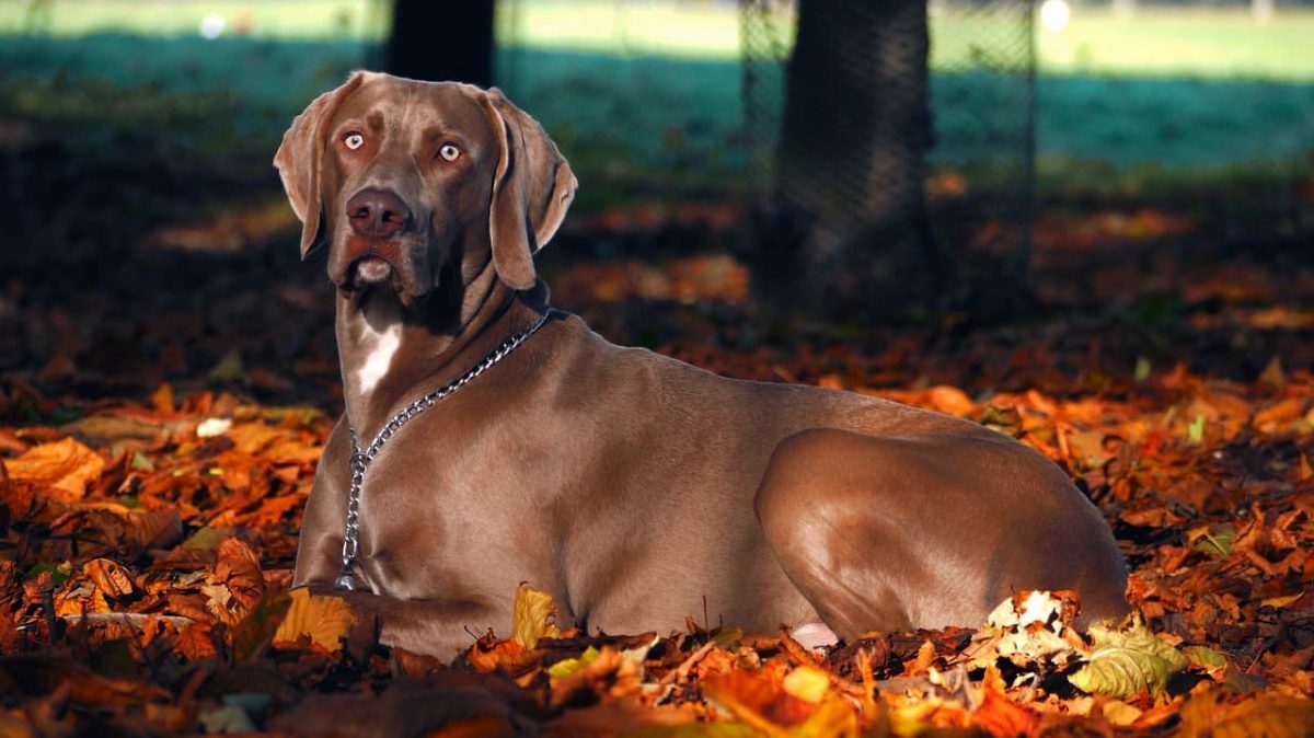 Haja disposição: descubra as 10 raças de cachorro que amam correr ...