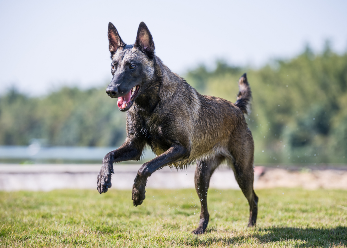 Pastor Belga: preço, filhotes, personalidade, cuidados e fotos - Adoro Pets