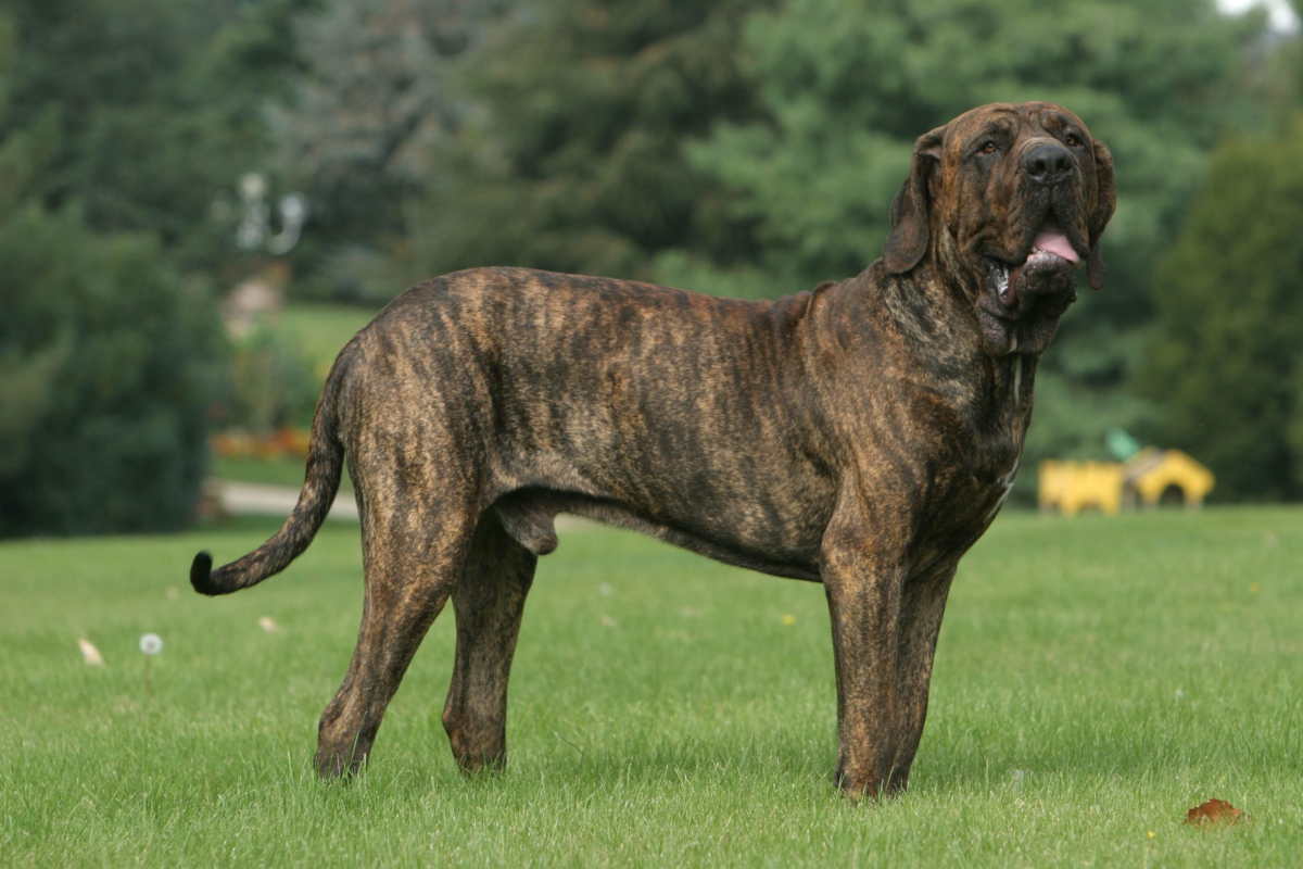 Raças de cachorro americano: Você conhece alguma?