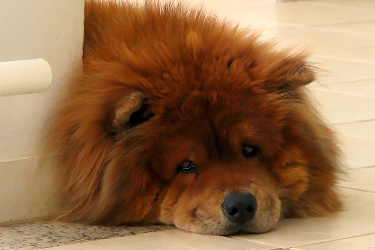 Chorando Se Foi Pets Pmdase