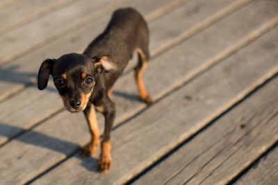 Pinscher 0, 1, 2 e Miniatura: quais as diferenças entre eles?