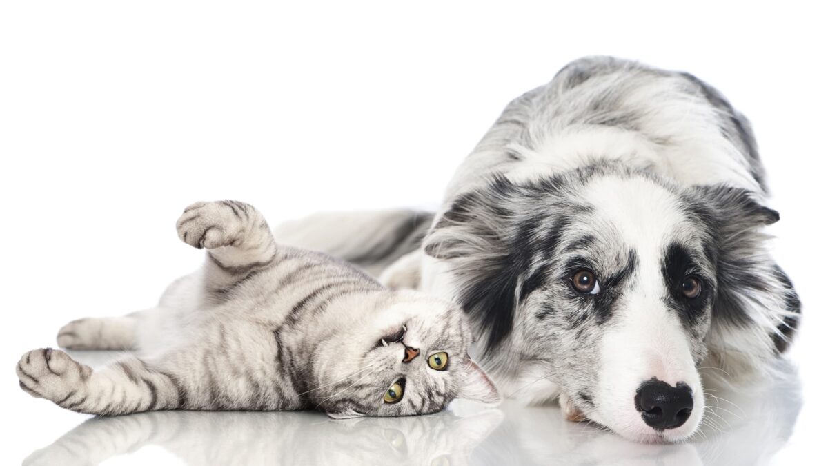 10 raças de cachorros mais dóceis que se dão bem com qualquer um