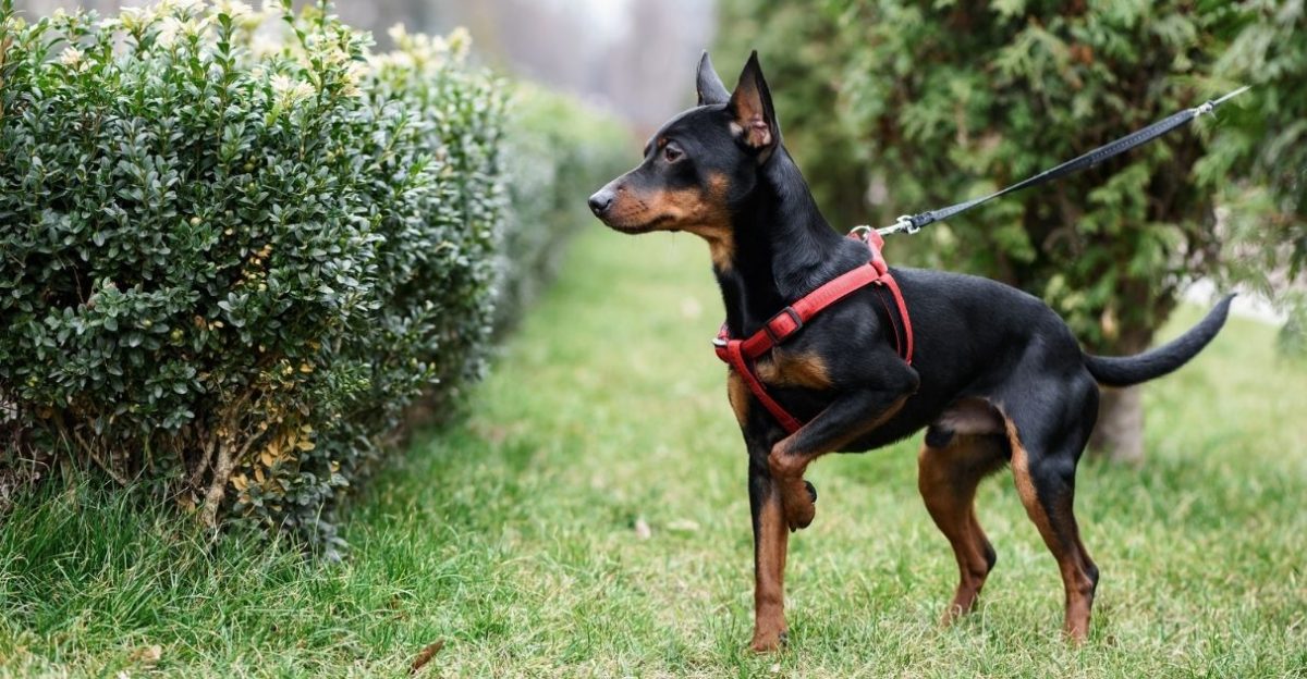 Pinscher 1: tire suas dúvidas e saiba tudo sobre esse cãozinho